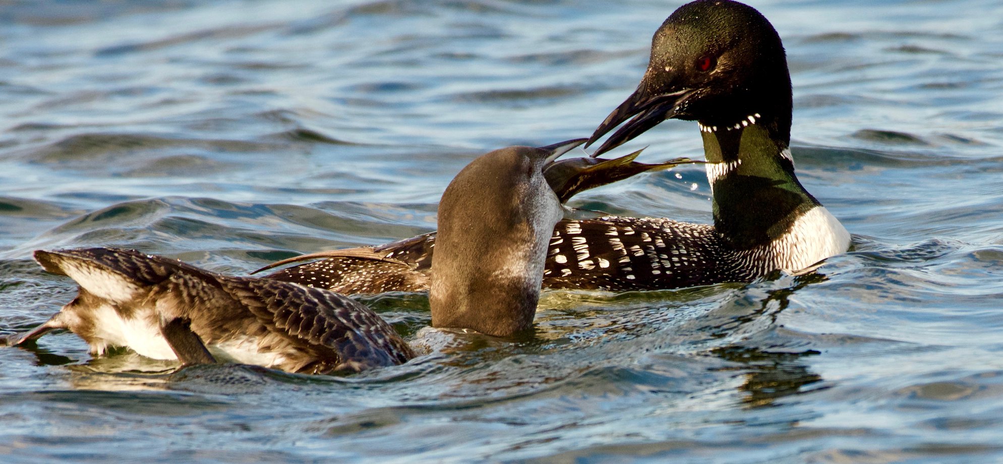 Loon Information - Ten Mile Lake Association